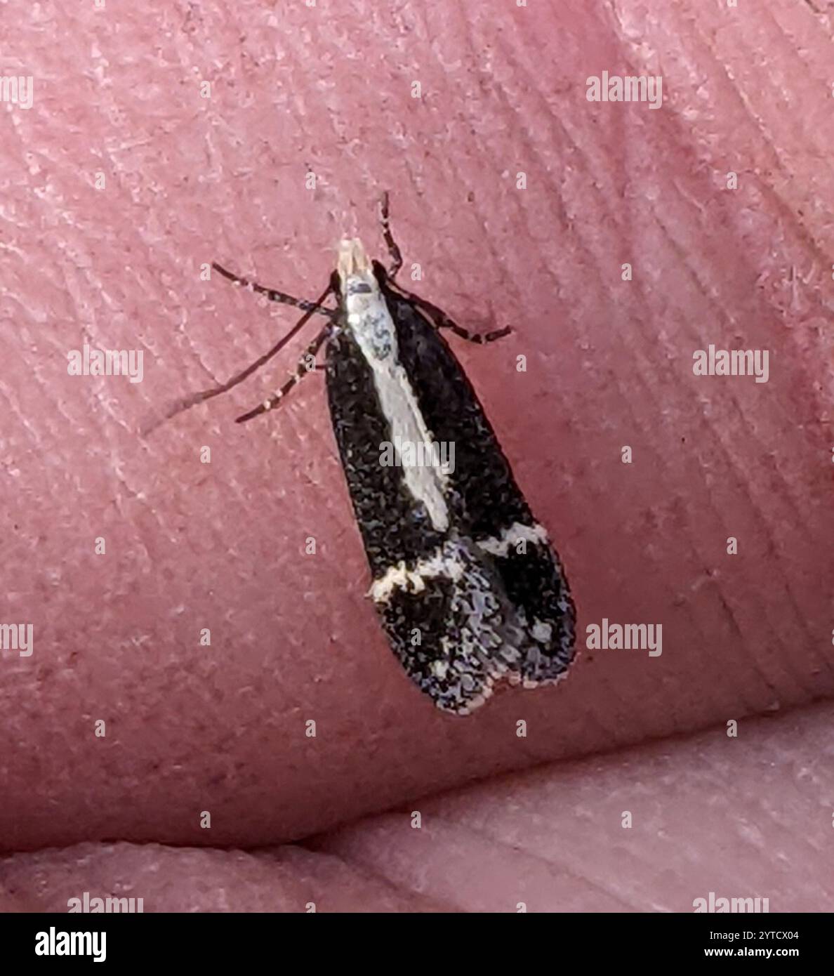 Aroga hi-res stock photography and images - Alamy