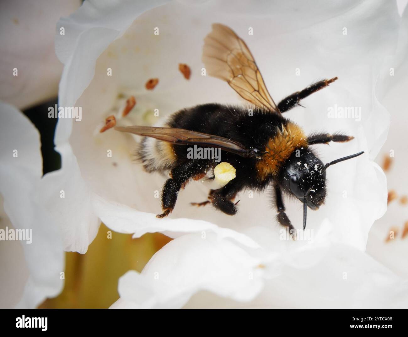 Buff-tailed Bumble Bee (Bombus terrestris Stock Photo - Alamy