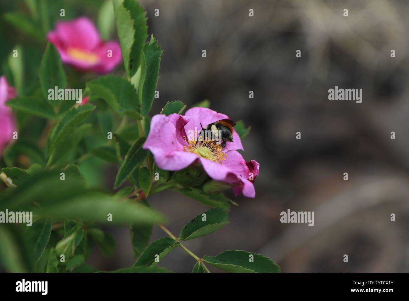 Common Digger Bees (Anthophora Stock Photo - Alamy