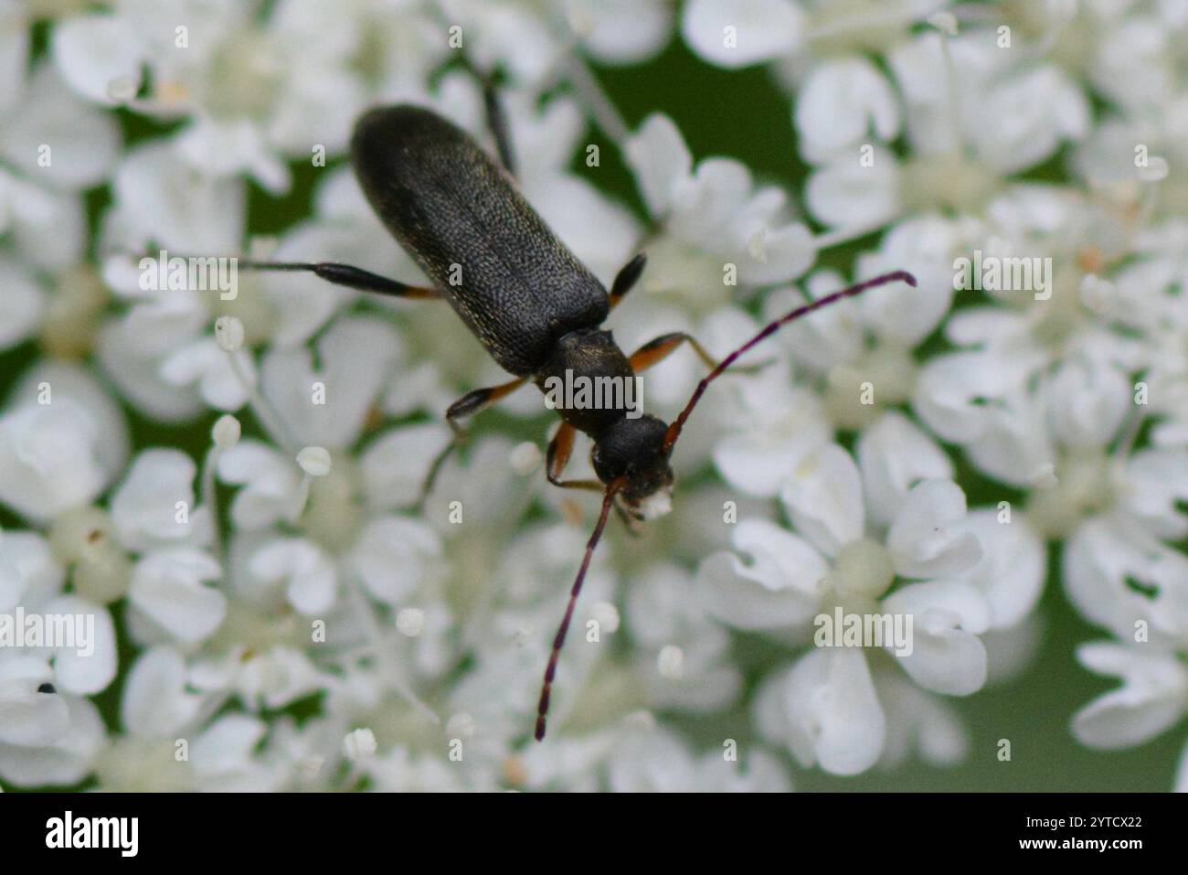 common grammoptera (Grammoptera ruficornis Stock Photo - Alamy