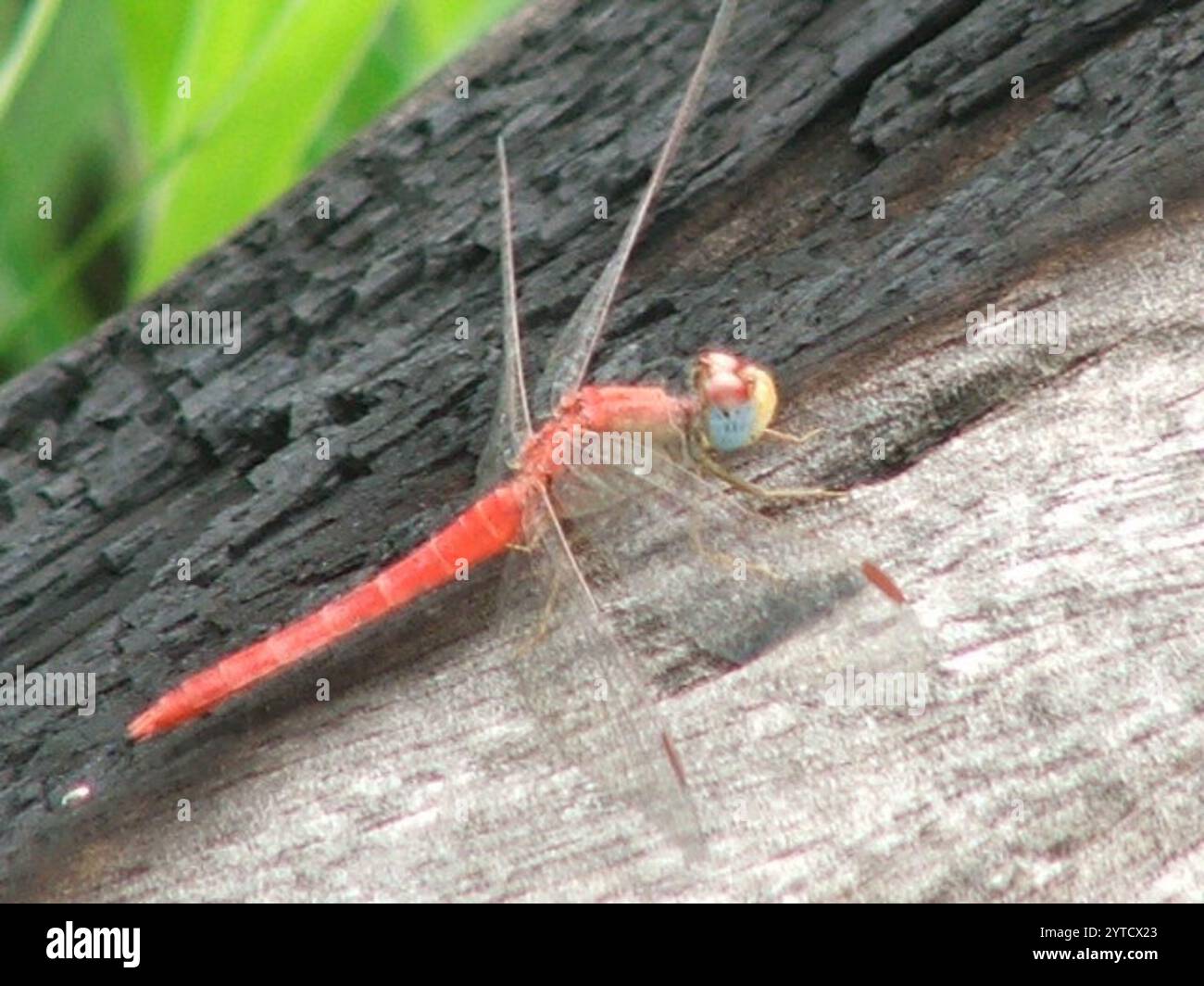 Rock Scarlet (Crocothemis divisa Stock Photo - Alamy