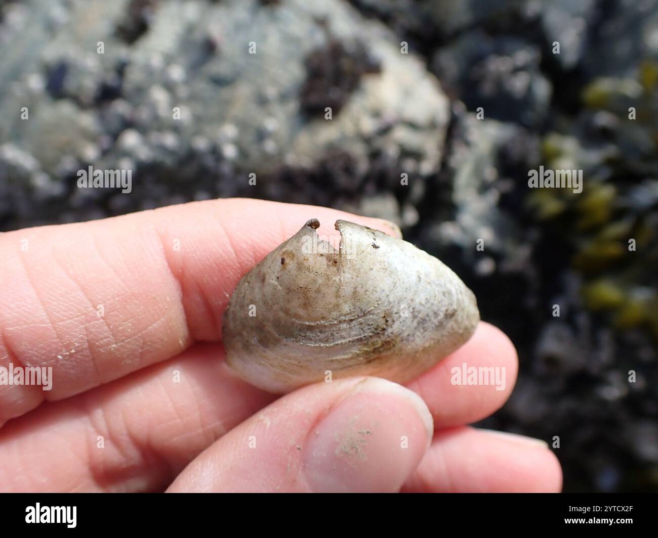 Bent-nosed Clam (Macoma nasuta Stock Photo - Alamy