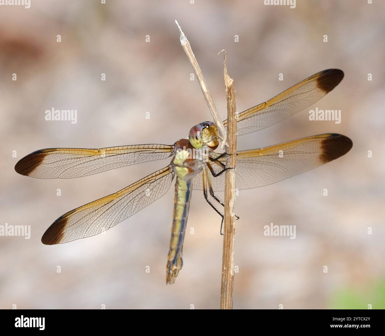 Yellow-sided Skimmer (Libellula flavida Stock Photo - Alamy