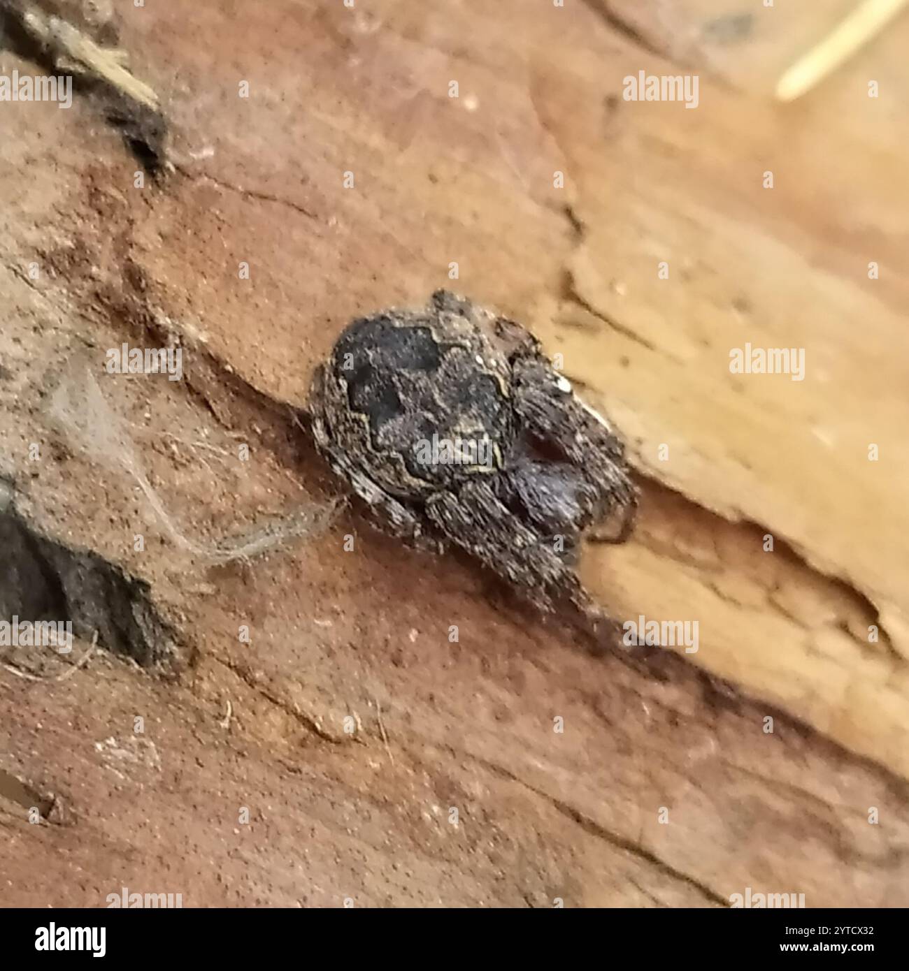 Furrow Spiders (Larinioides Stock Photo - Alamy