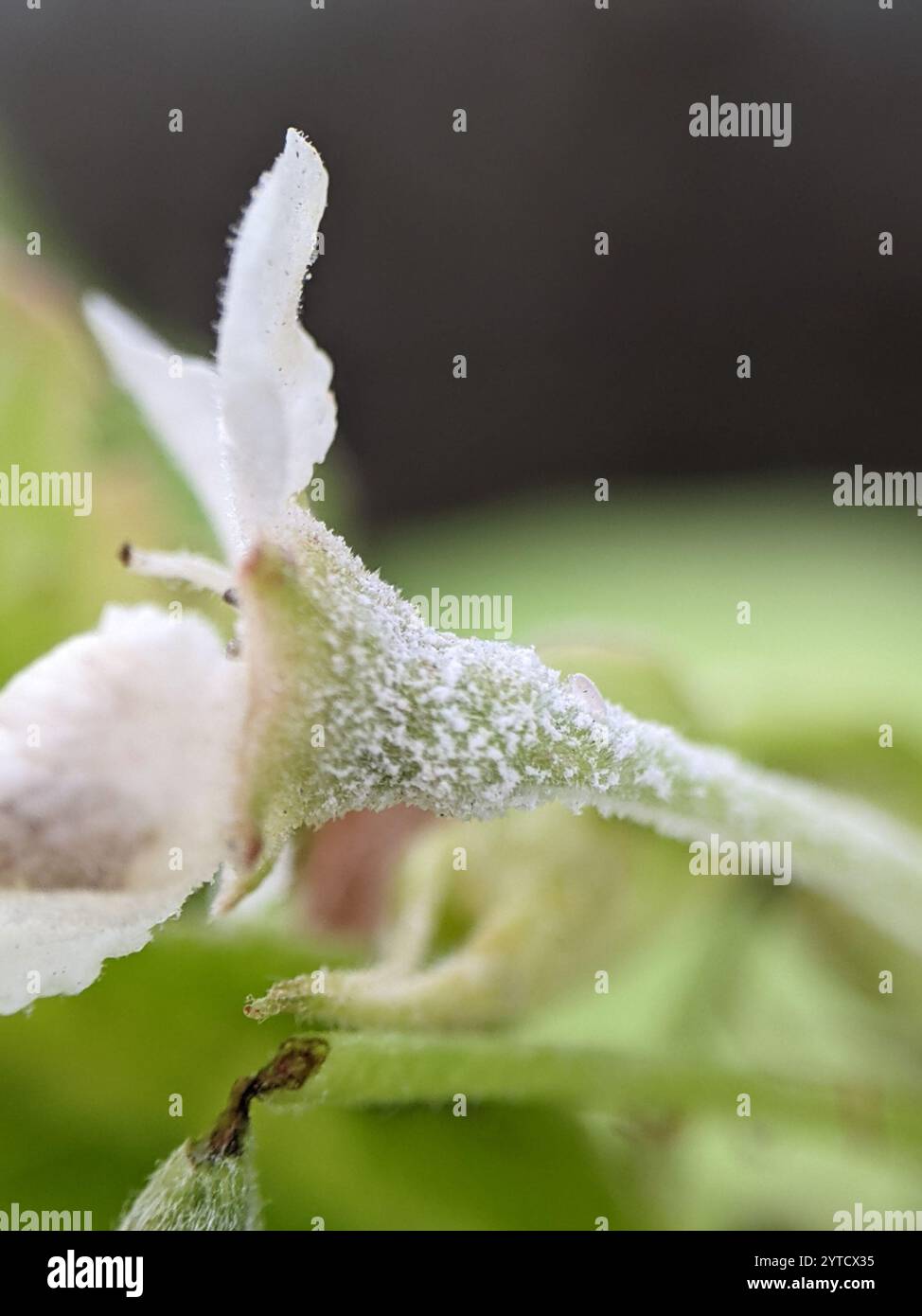 Apple Powdery Mildew (Podosphaera leucotricha Stock Photo - Alamy