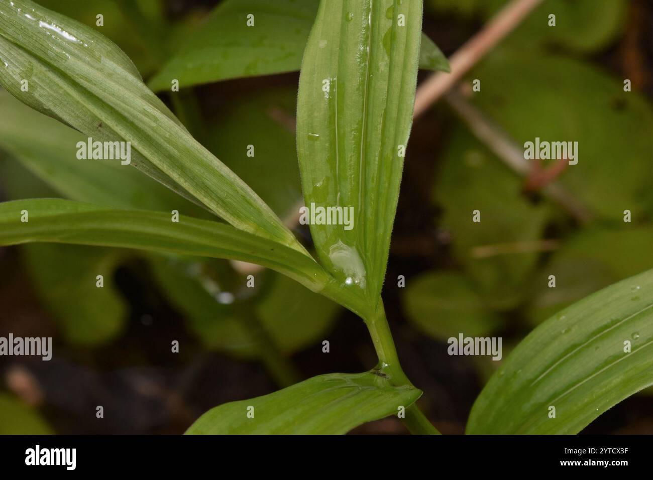 mayflowers and false Solomon's seals (Maianthemum Stock Photo - Alamy