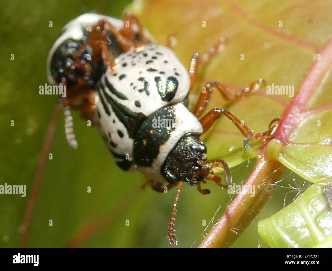 Common Willow Calligrapher Beetle (Calligrapha multipunctata Stock Photo - Alamy