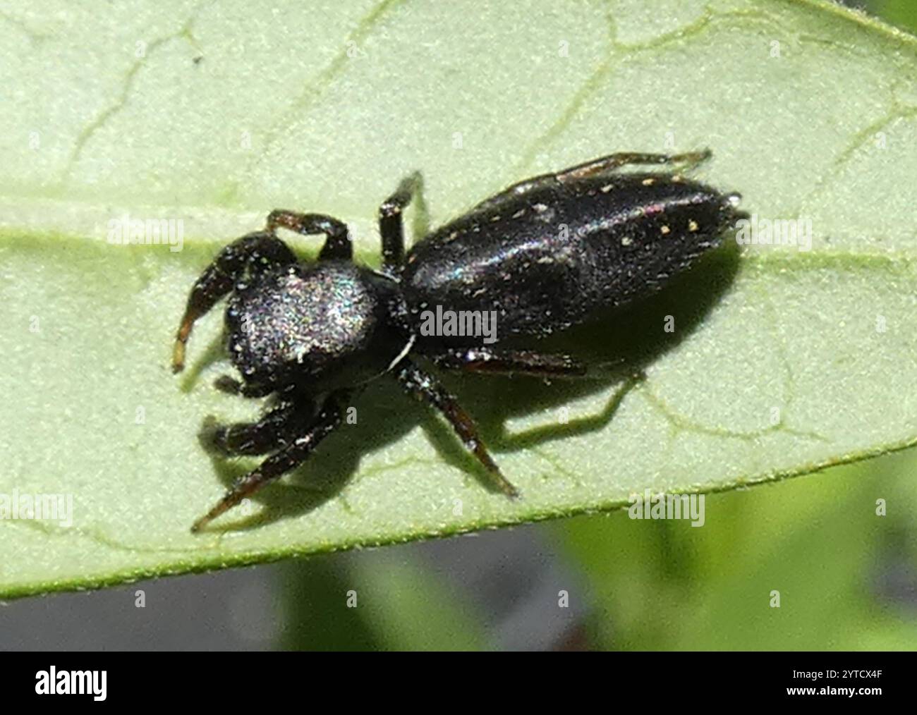 Ribbon Jumping Spider (Metacyrba taeniola Stock Photo - Alamy