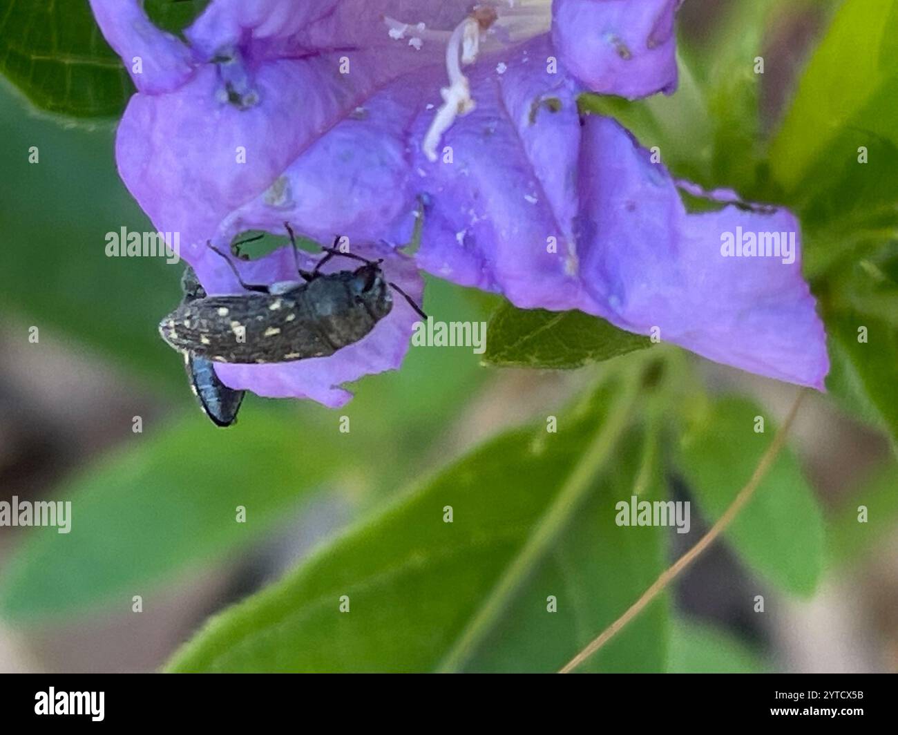 Tubulus hi-res stock photography and images - Alamy