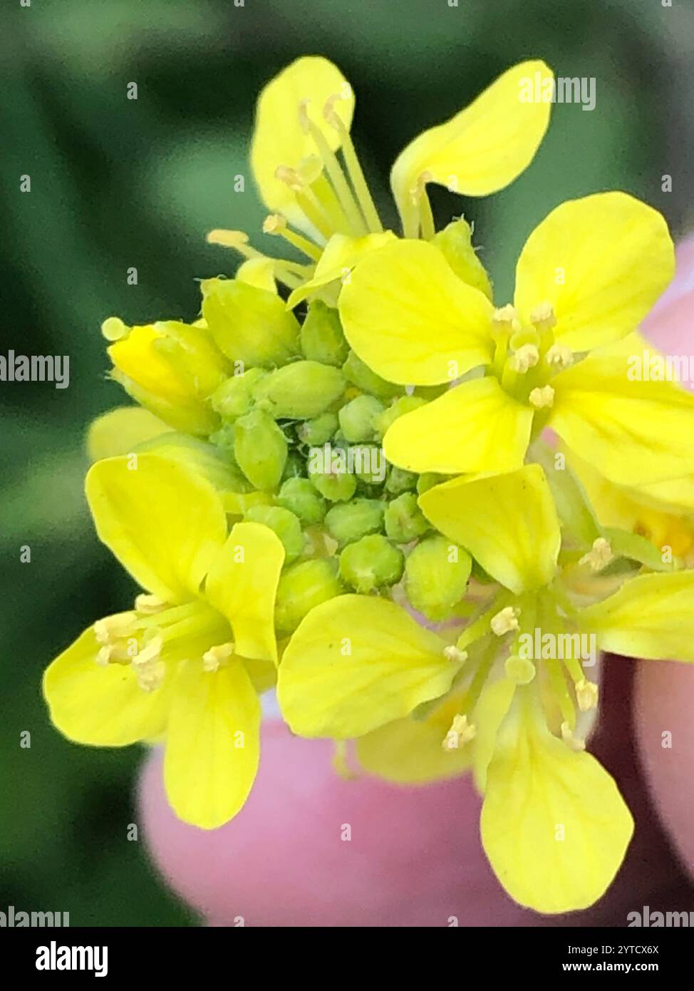 charlock (Mutarda arvensis Stock Photo - Alamy