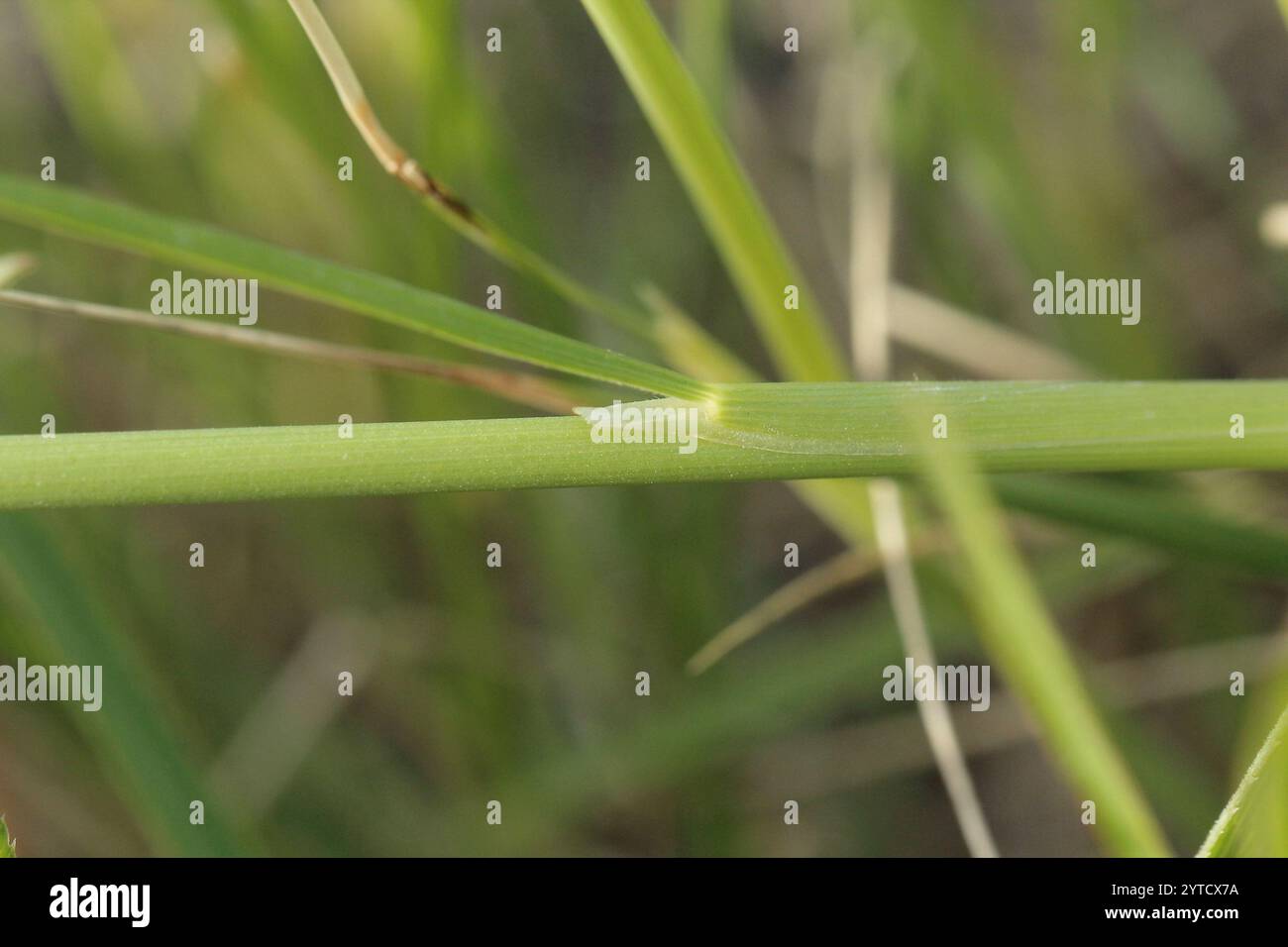 Needle Grasses (Stipa Stock Photo - Alamy
