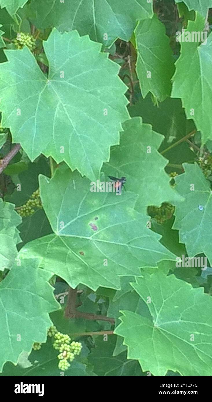 Swift Feather-legged Fly (Trichopoda pennipes Stock Photo - Alamy