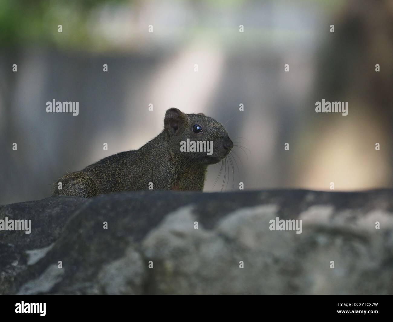 Taiwan Squirrel (Callosciurus erythraeus thaiwanensis Stock Photo - Alamy