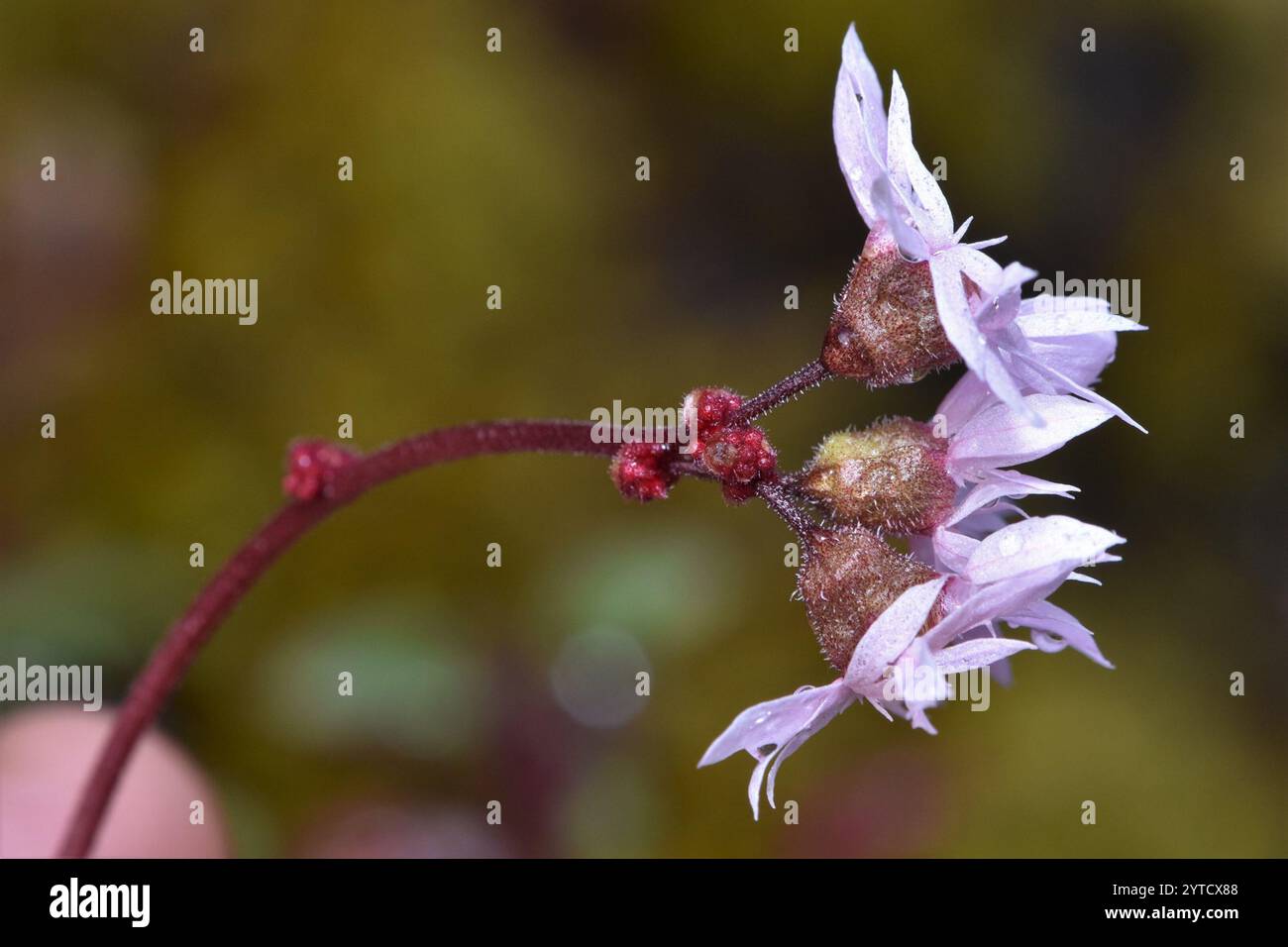 Bulbous woodland star (Lithophragma glabrum Stock Photo - Alamy