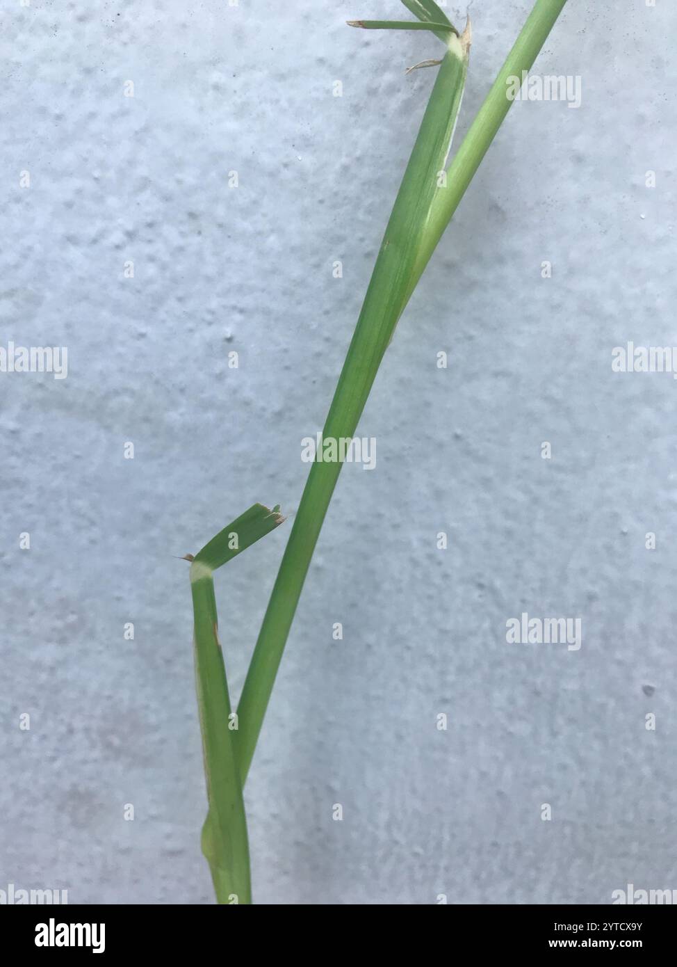 Paspalum dilatatum hi-res stock photography and images - Alamy