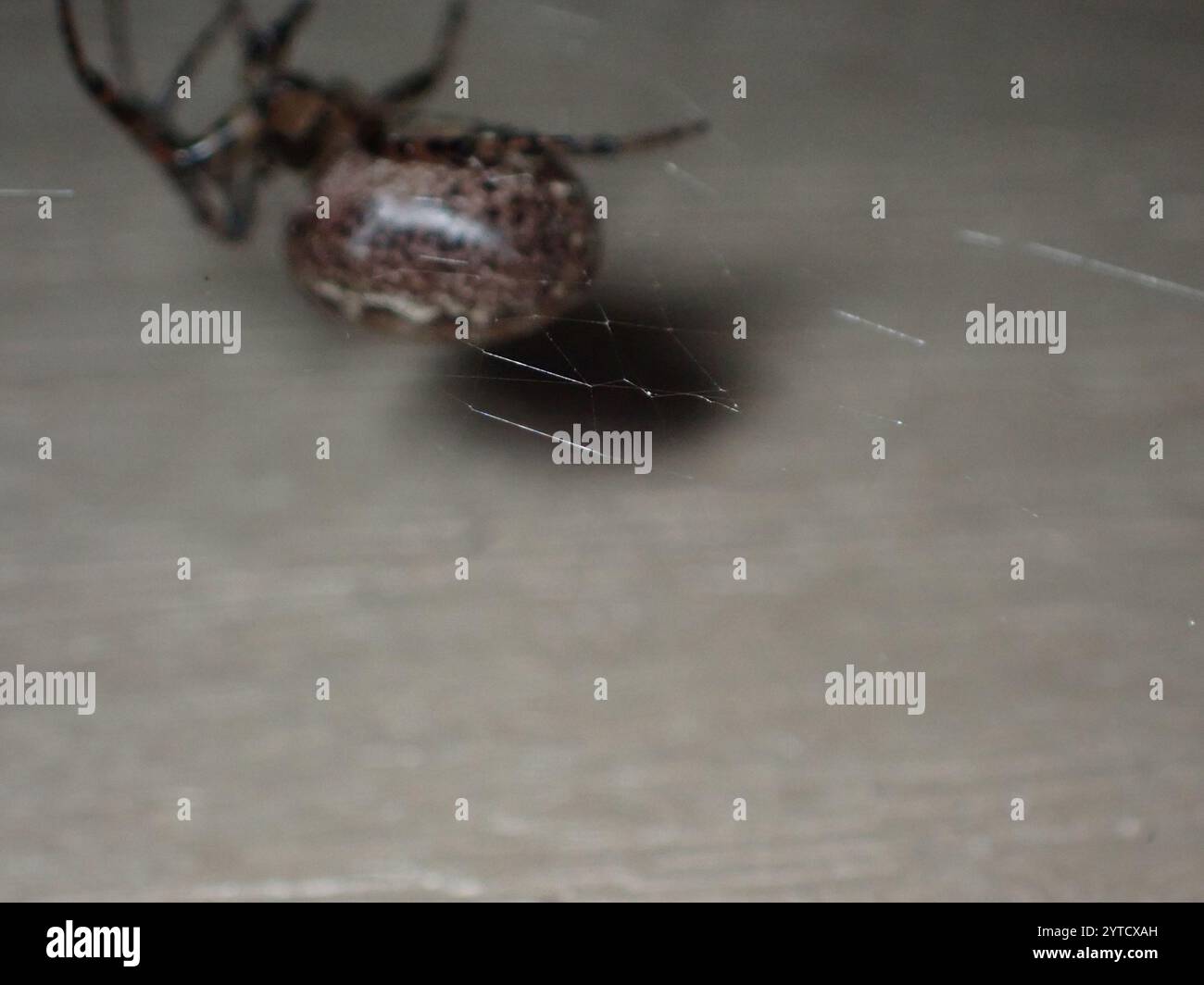 Silver-sided Sector Spider (Zygiella x-notata Stock Photo - Alamy