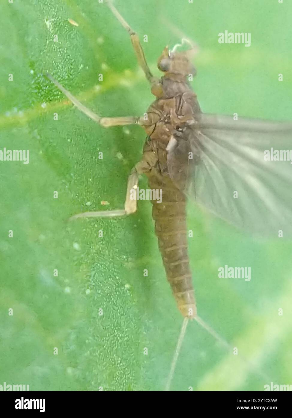 Small Mayflies (Baetidae Stock Photo - Alamy