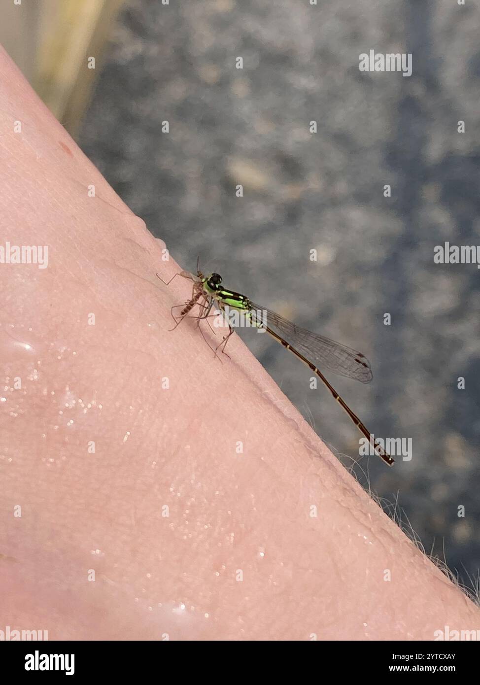 Fragile Forktail (Ischnura posita Stock Photo - Alamy