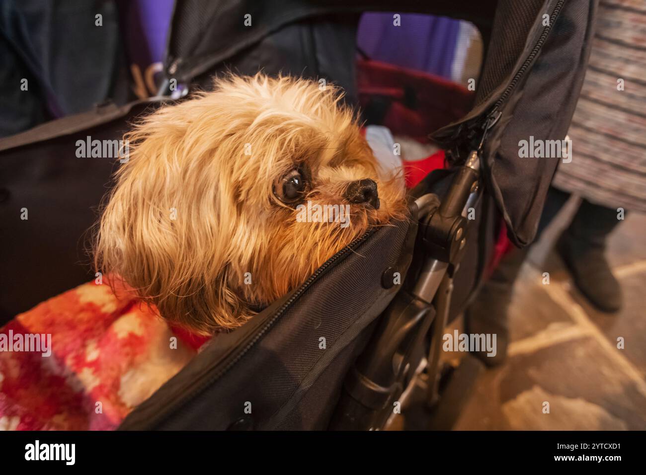 Cute terrier hi-res stock photography and images - Alamy