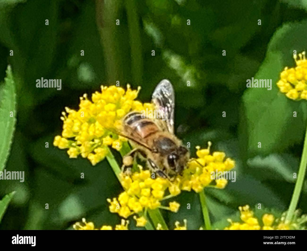 Western Honey Bee (Apis mellifera Stock Photo - Alamy