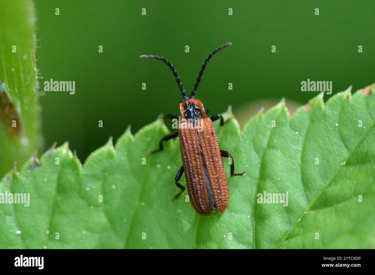 Cosnard's Net-Winged Beetle (Erotides cosnardi Stock Photo - Alamy