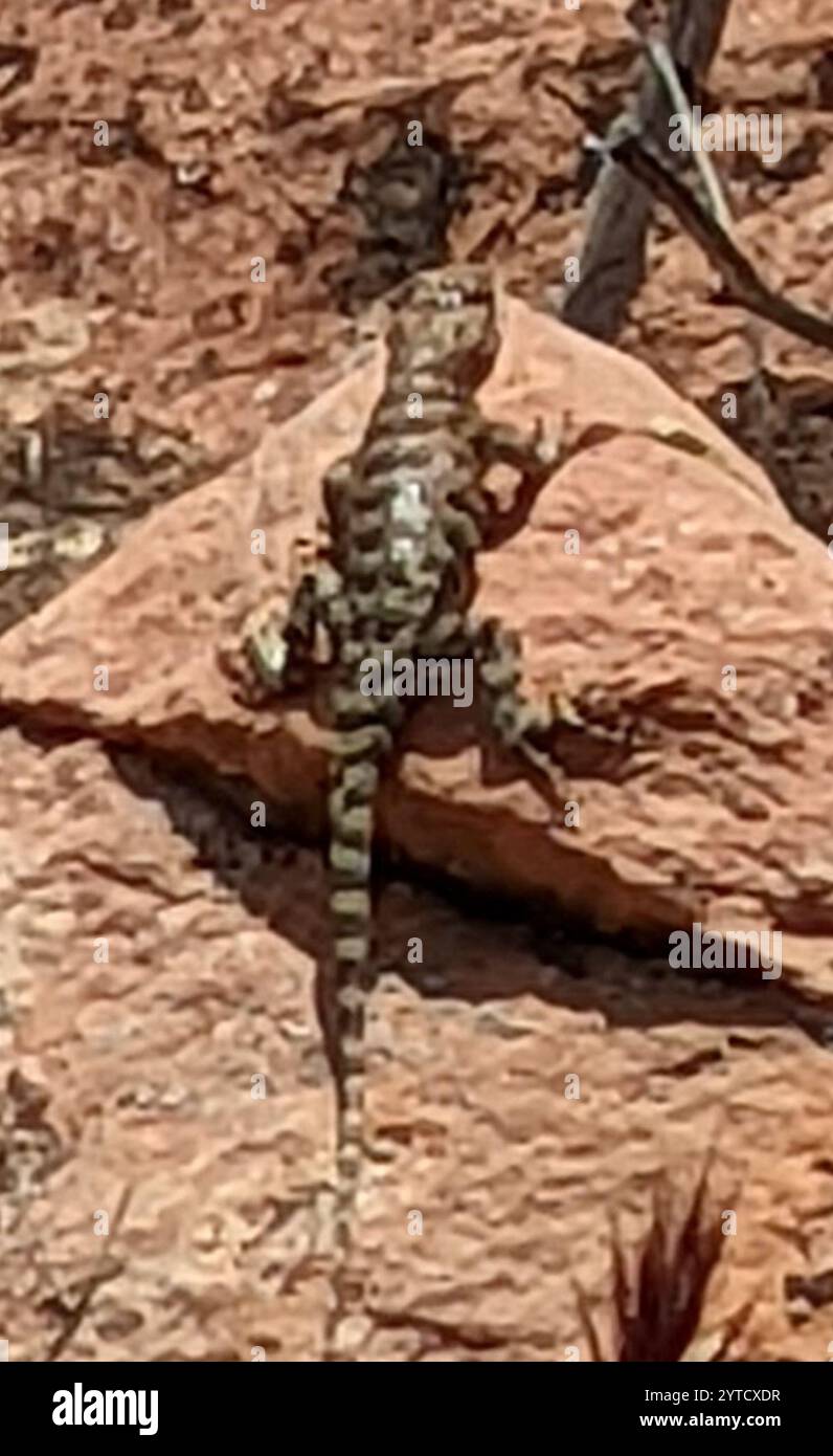 Desert Spiny Lizard (Sceloporus magister Stock Photo - Alamy