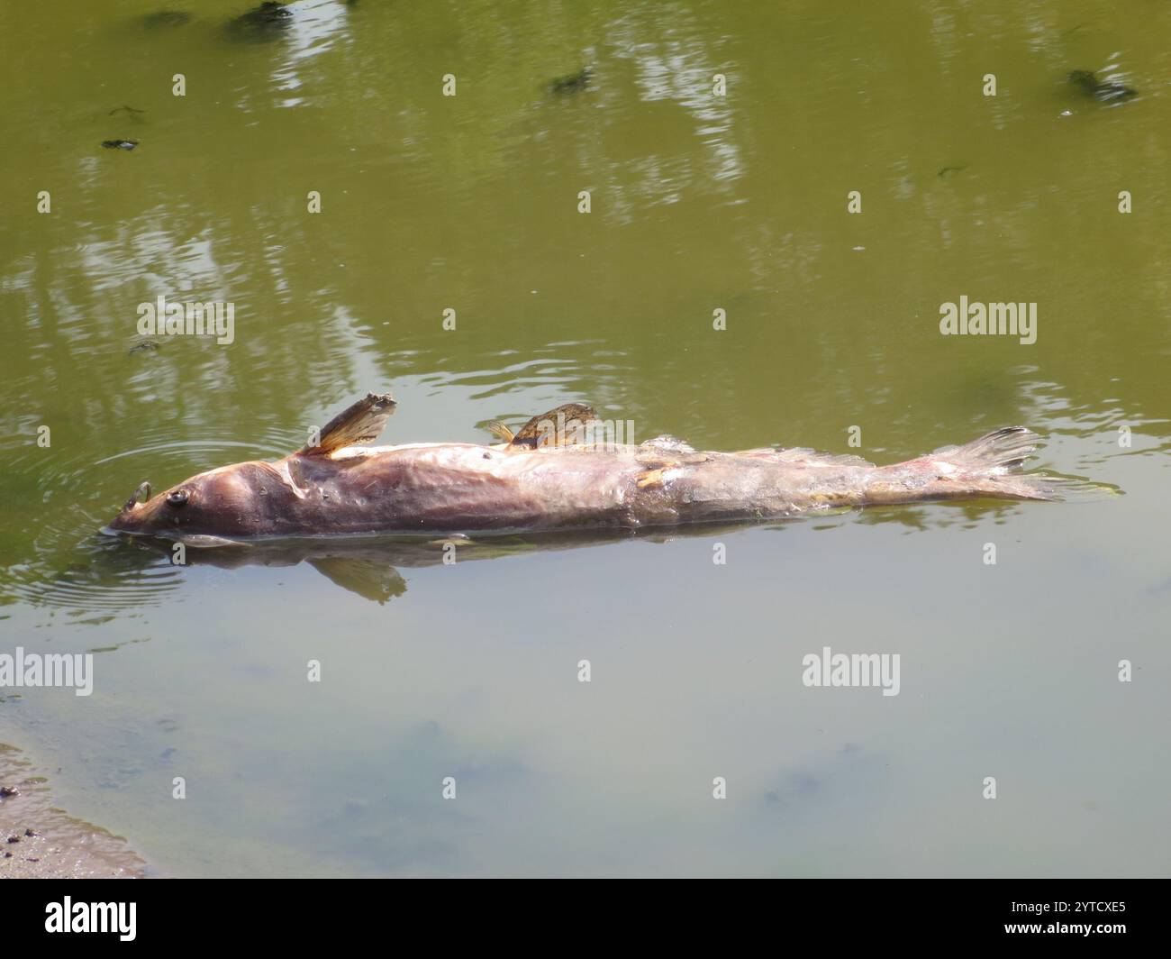 Ictalurus punctatus hi-res stock photography and images - Alamy