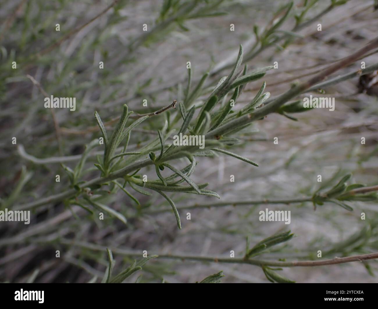 Yellow Rabbitbrush (Chrysothamnus viscidiflorus Stock Photo - Alamy