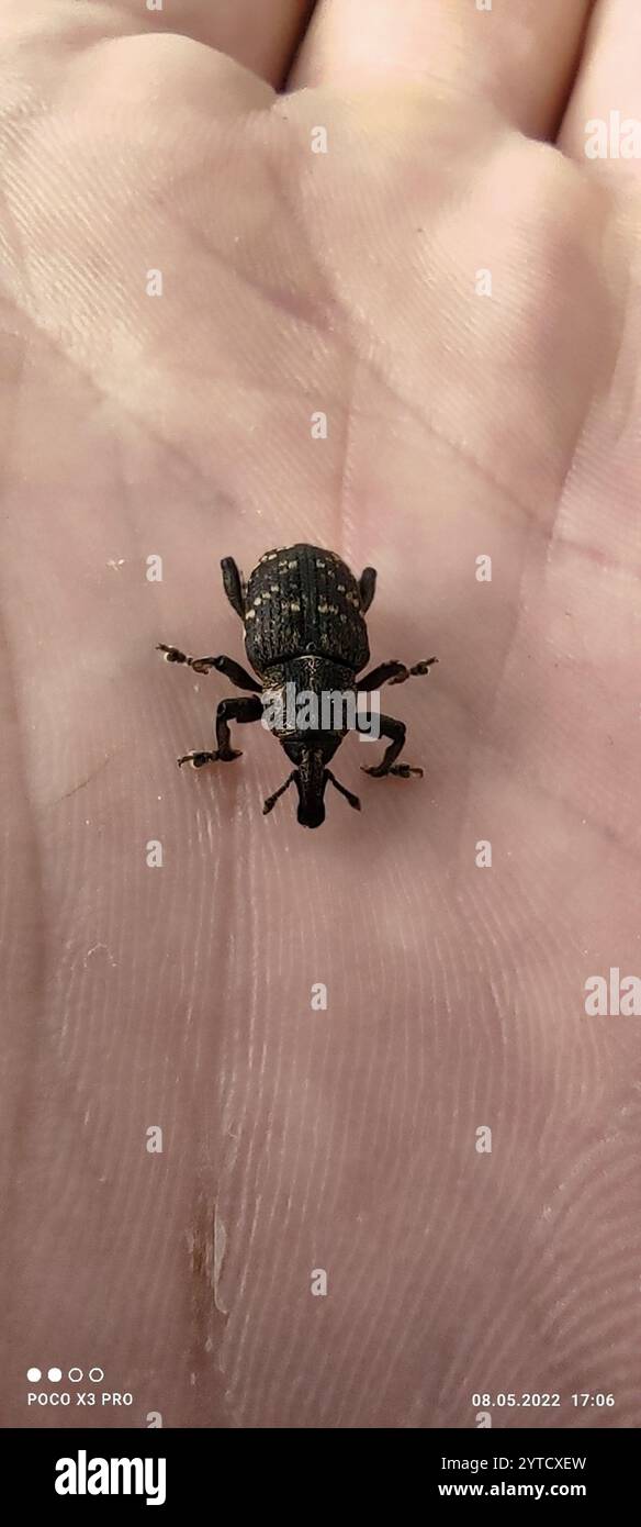 Large Pine Weevil (Hylobius abietis Stock Photo - Alamy