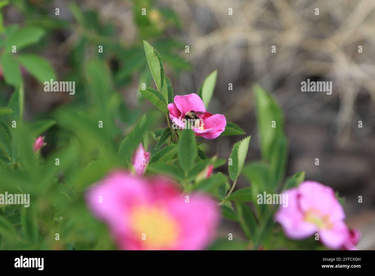 Common digger bees hi-res stock photography and images - Alamy