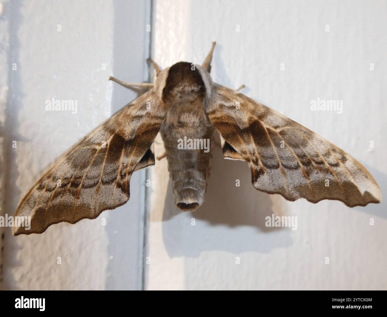 One-eyed Sphinx (Smerinthus cerisyi Stock Photo - Alamy