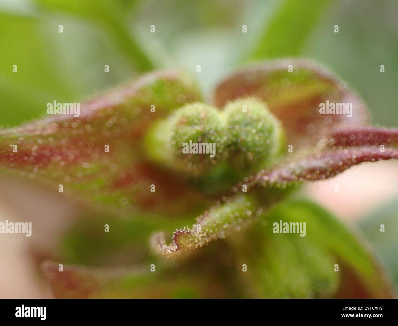 twinberry honeysuckle (Lonicera involucrata Stock Photo - Alamy