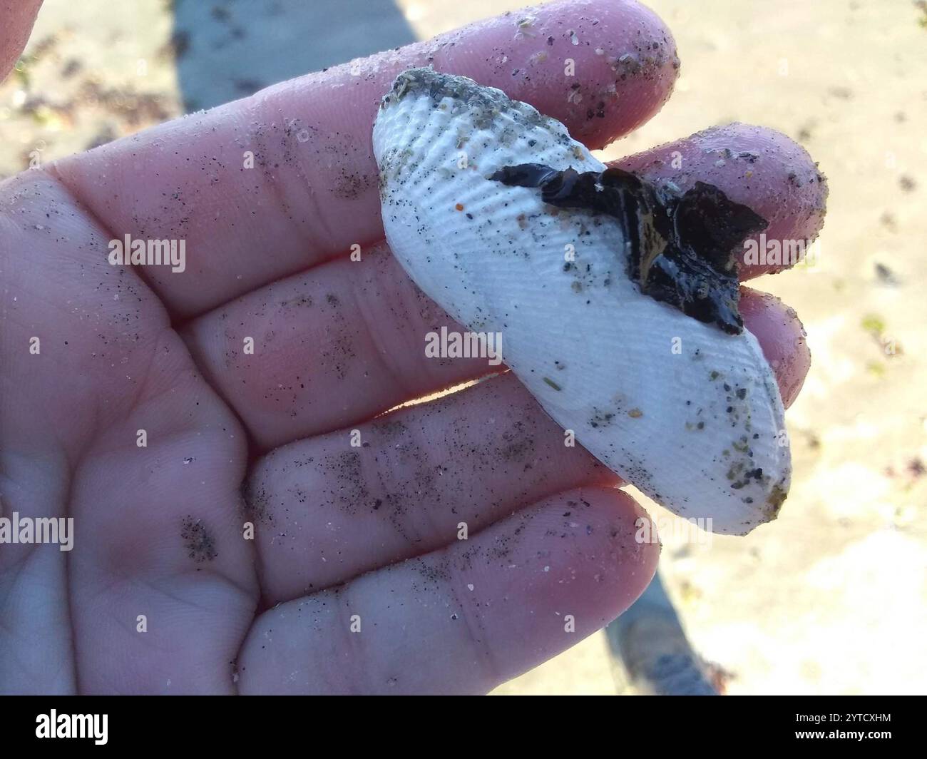 False Angelwing (Petricolaria pholadiformis Stock Photo - Alamy