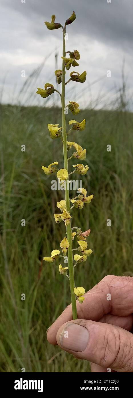 lanceleaf rattlebox (Crotalaria lanceolata Stock Photo - Alamy