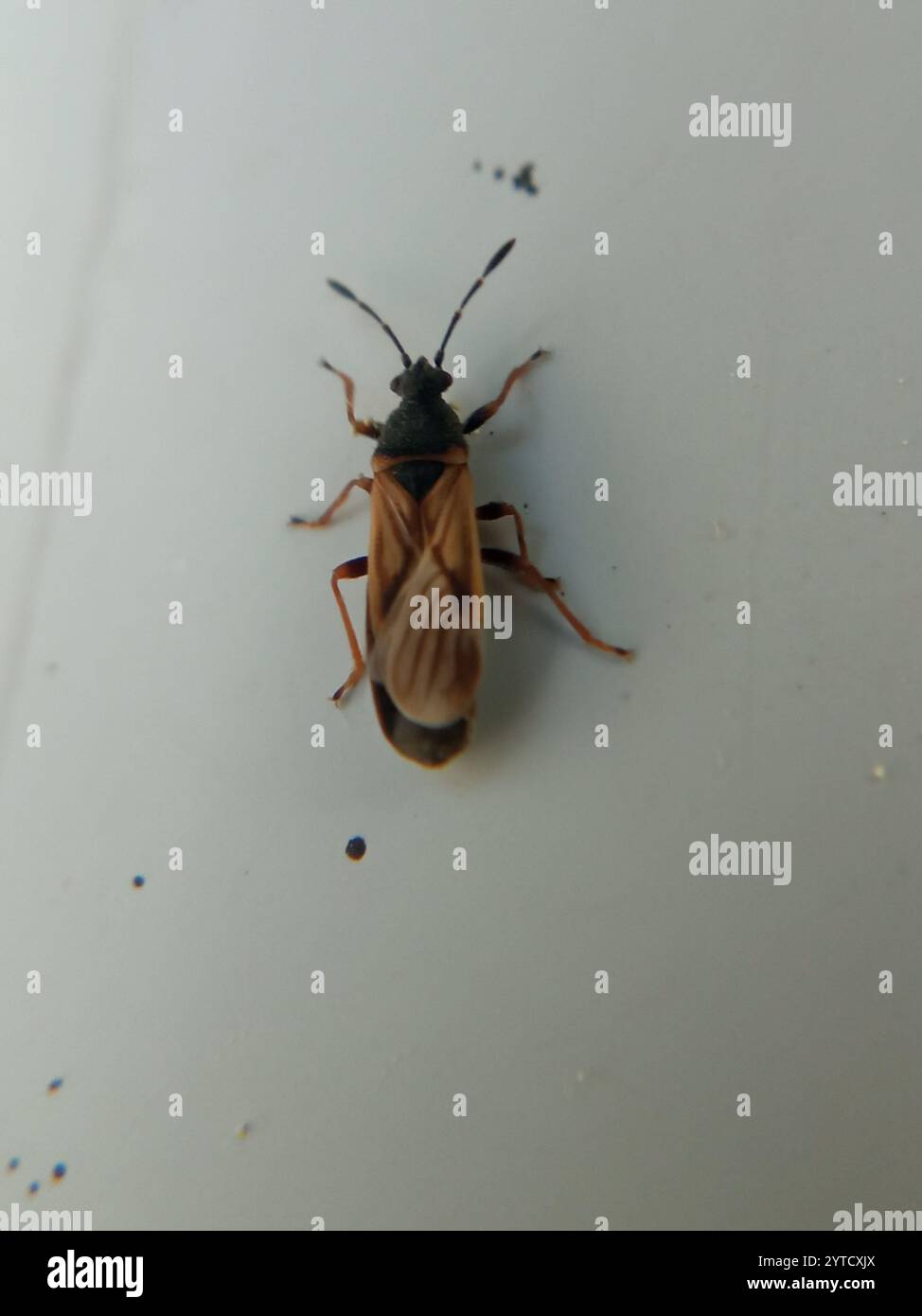 European Chinchbug (Ischnodemus sabuleti Stock Photo - Alamy