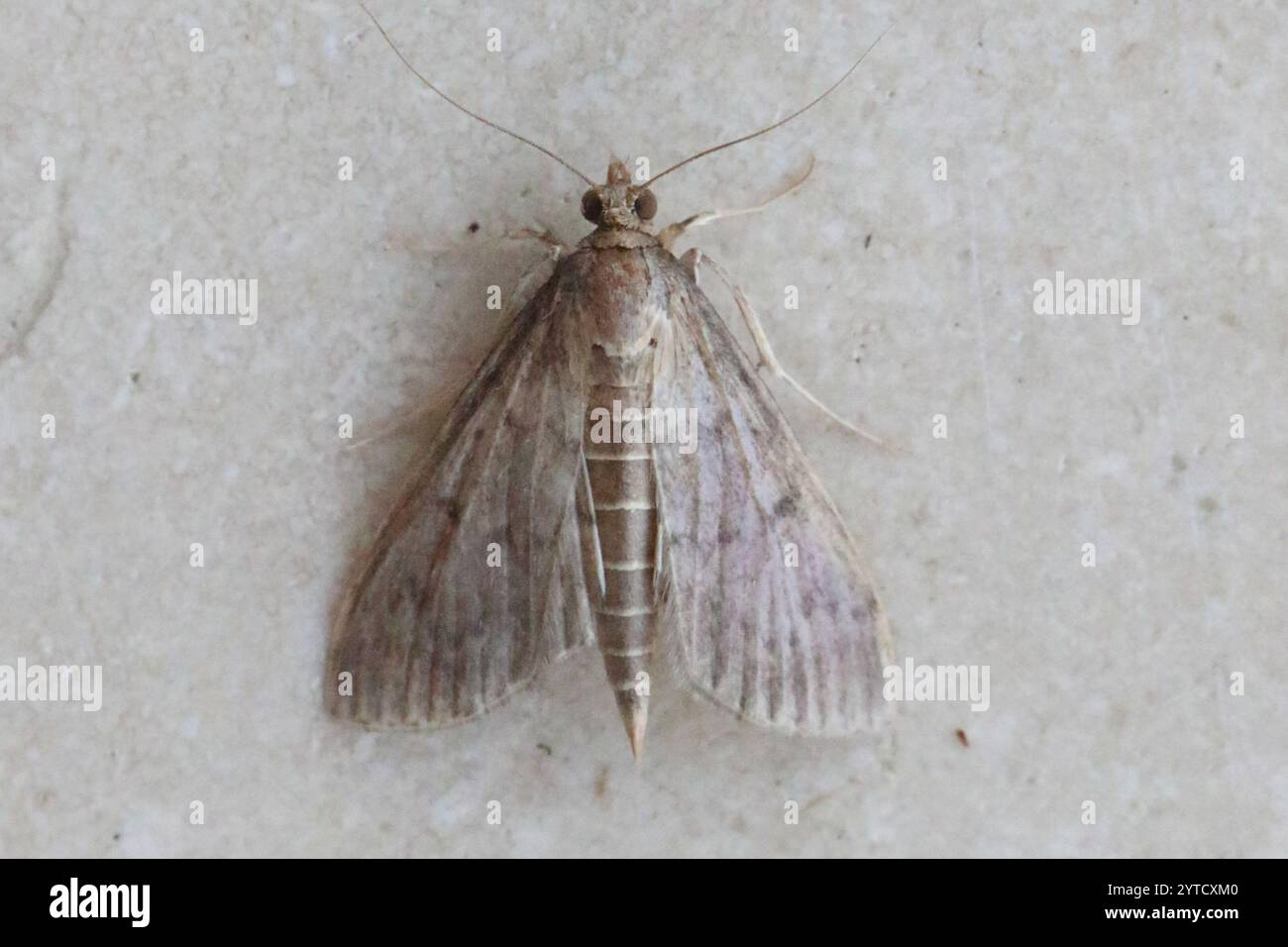 Grass Webworm Moth (Herpetogramma licarsisalis Stock Photo - Alamy