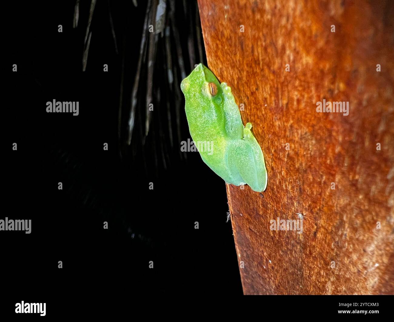 Greater Hatchet-faced Tree Frog (Sphaenorhynchus lacteus Stock Photo ...