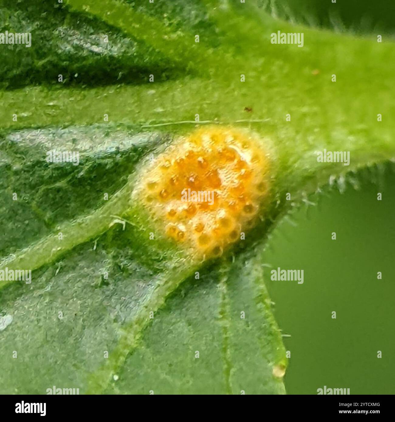 Crown Rust (Puccinia coronata Stock Photo - Alamy