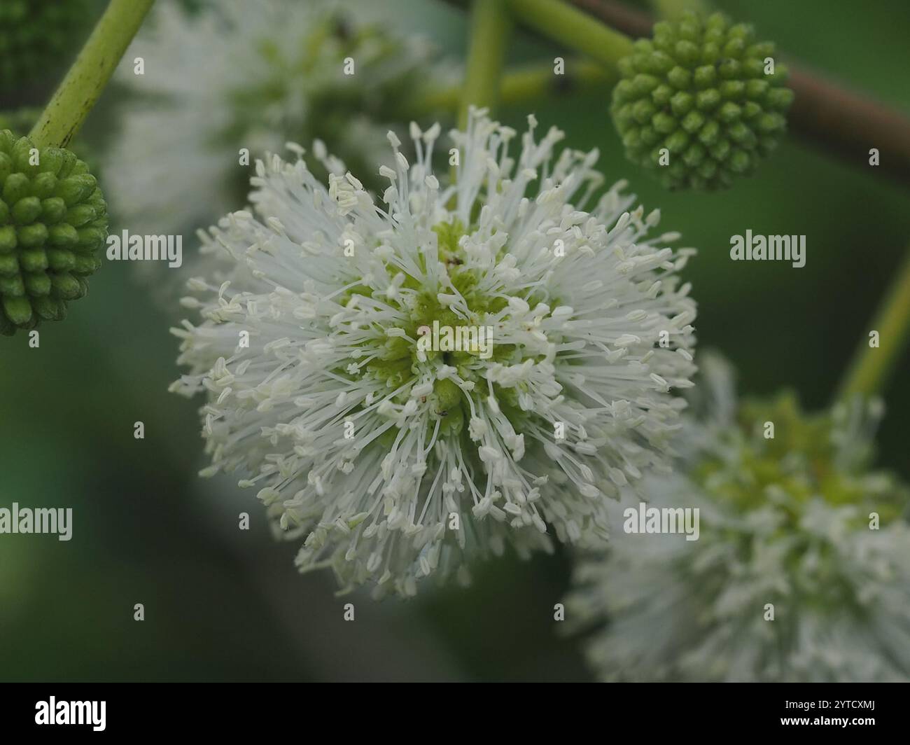 White leadtree (Leucaena leucocephala Stock Photo - Alamy