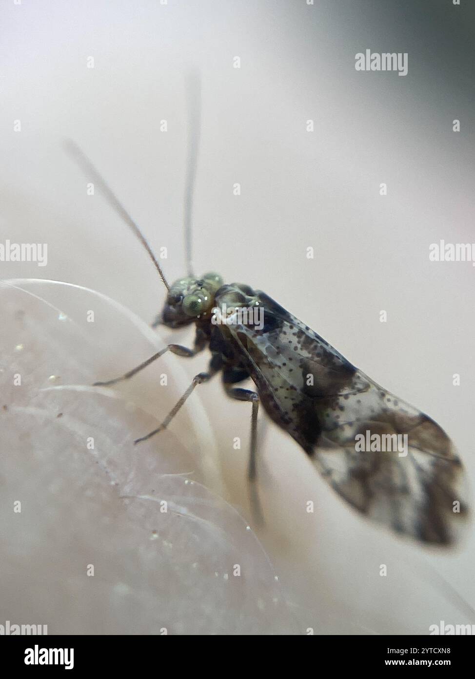 brown-banded barklouse (Loensia fasciata Stock Photo - Alamy