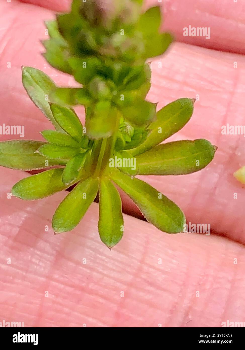 white bedstraw (Galium album Stock Photo - Alamy