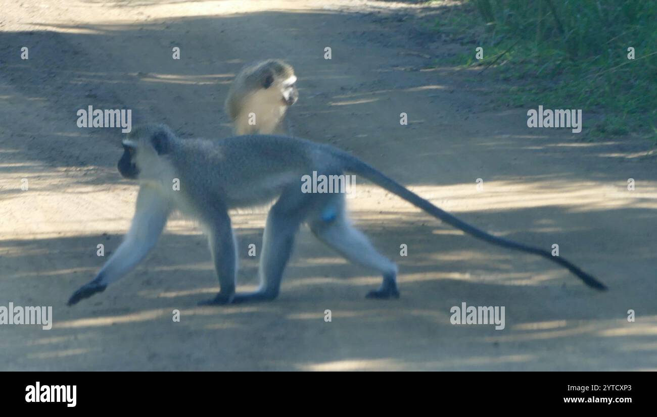 Southern Vervet Monkey (Chlorocebus pygerythrus pygerythrus Stock Photo ...