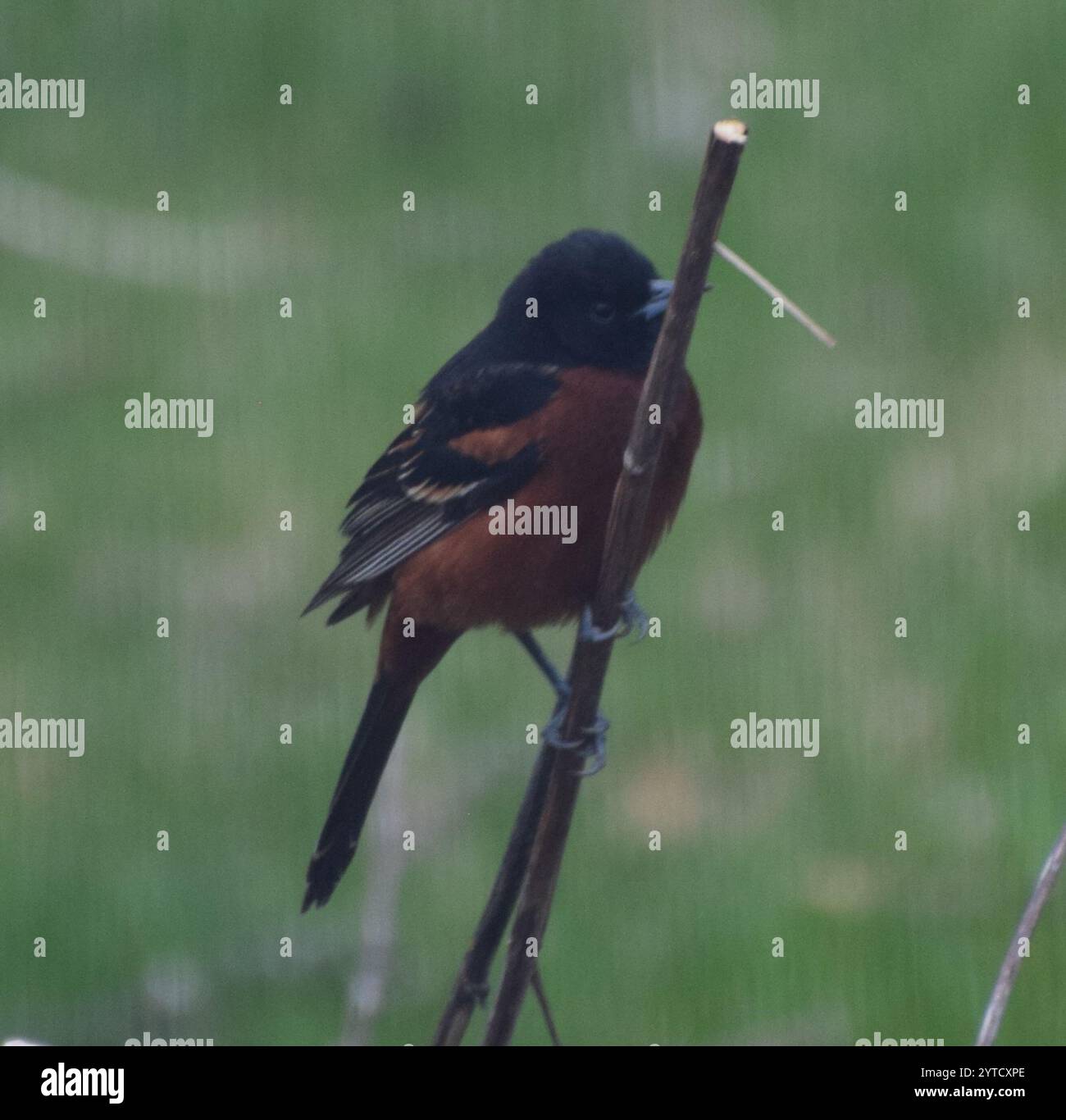 Orchard Oriole (Icterus spurius Stock Photo - Alamy