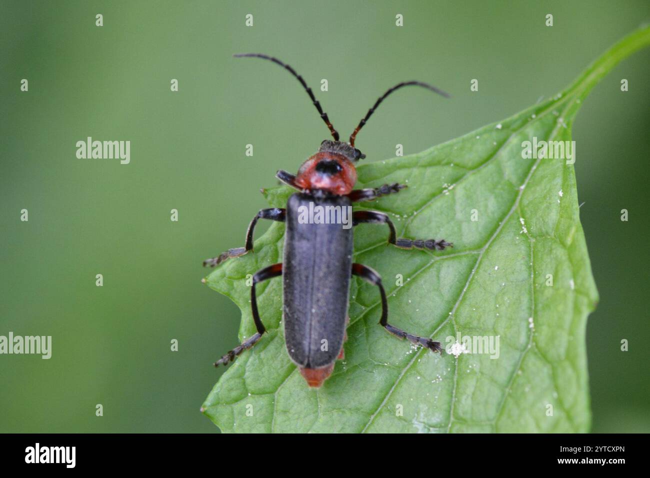 Rustic Sailor Beetle (Cantharis rustica Stock Photo - Alamy