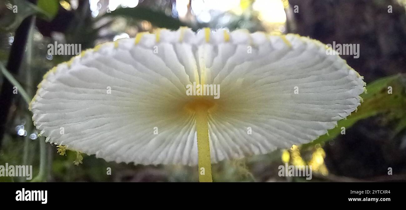 Fragilissimus hi-res stock photography and images - Alamy