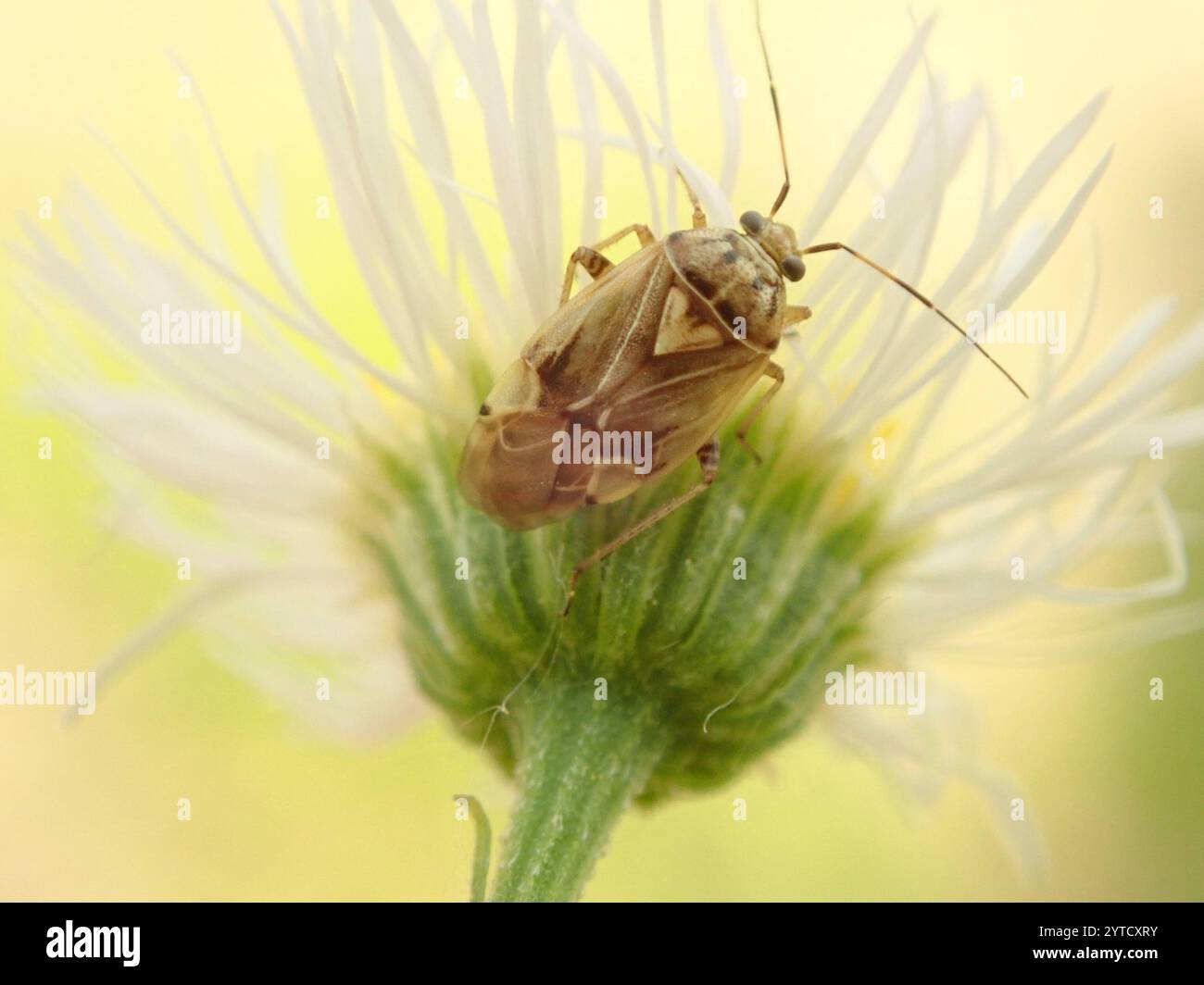North American Tarnished Plant Bug (Lygus lineolaris Stock Photo - Alamy