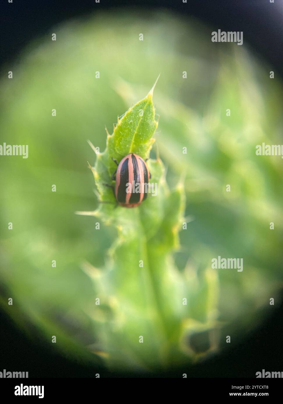 Coreopsis Beetle (Calligrapha californica Stock Photo - Alamy