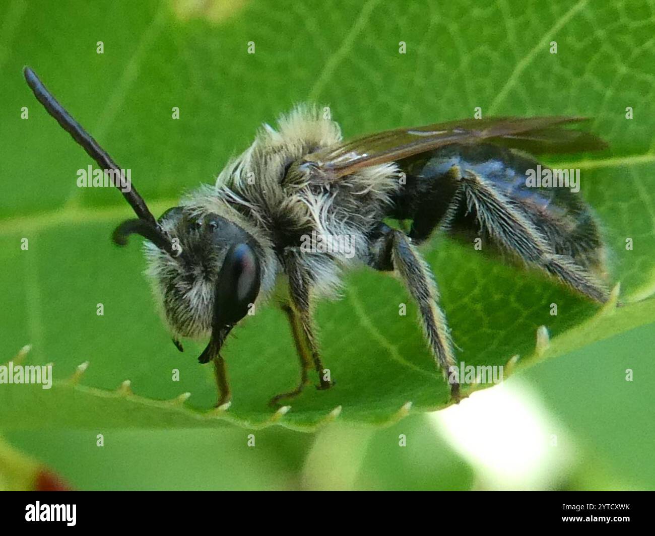 Mining Bees (Andrena Stock Photo - Alamy