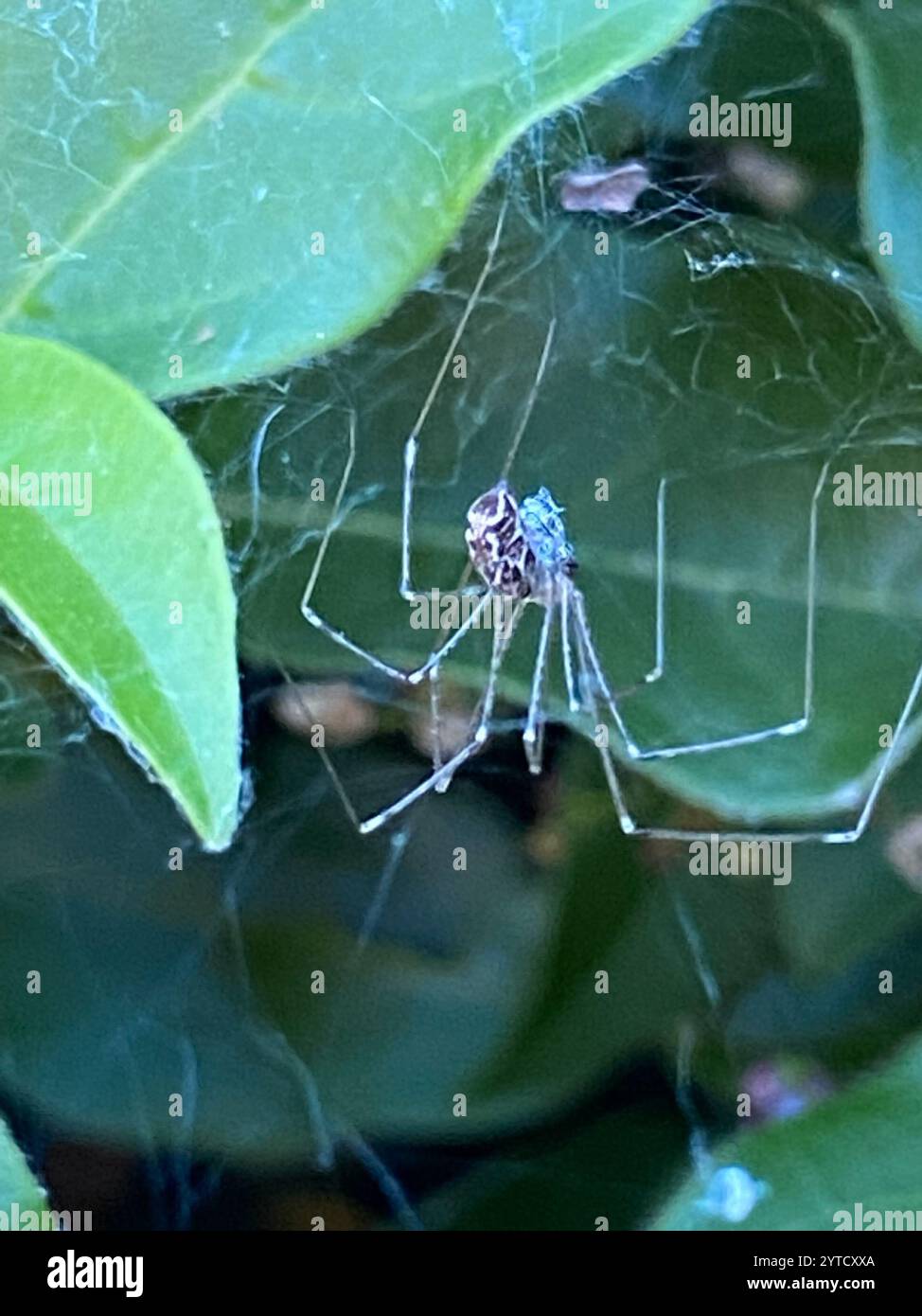 Marbled Cellar Spider (Holocnemus pluchei Stock Photo - Alamy