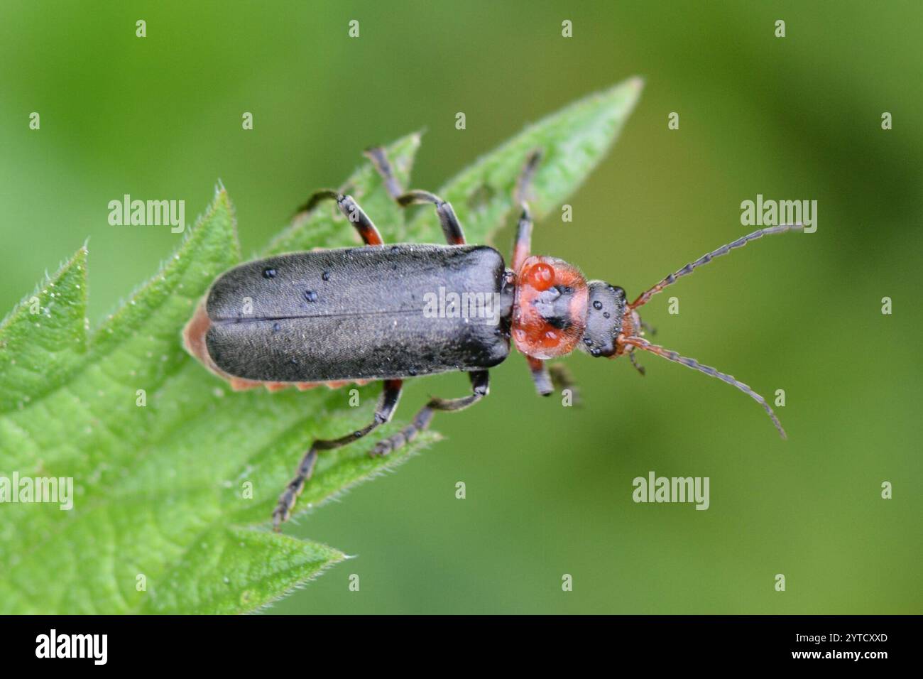Rustic Sailor Beetle (Cantharis rustica Stock Photo - Alamy